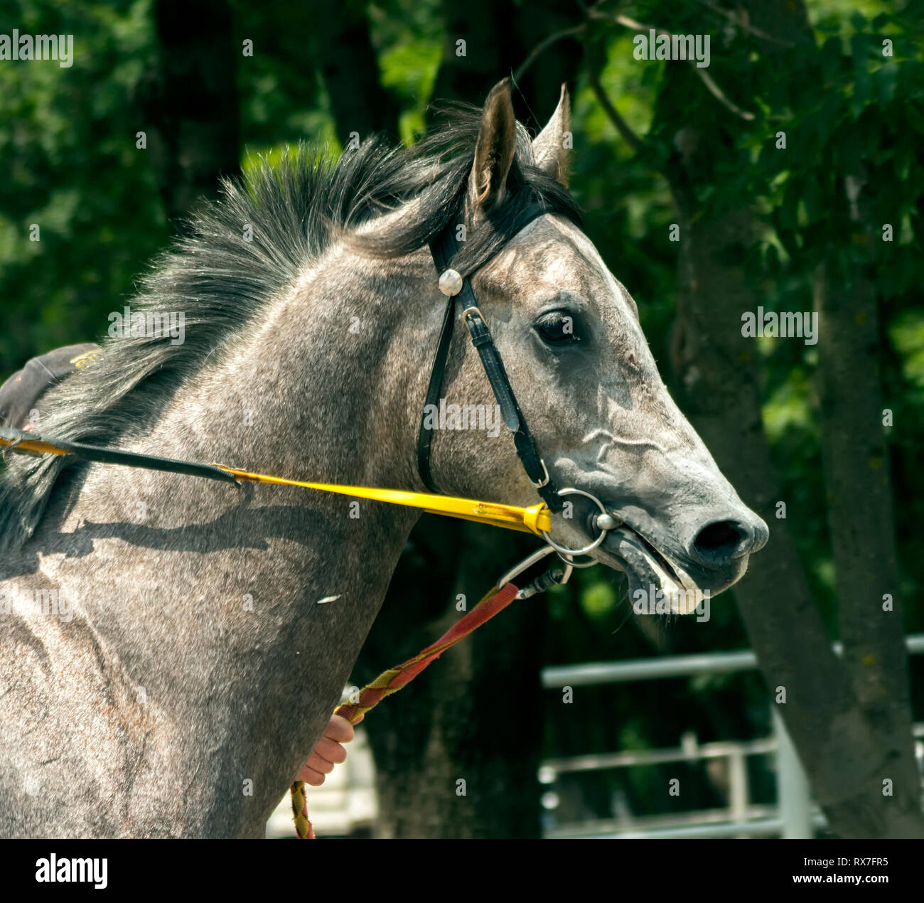 Portrait of arabian horse Stock Photo - Alamy
