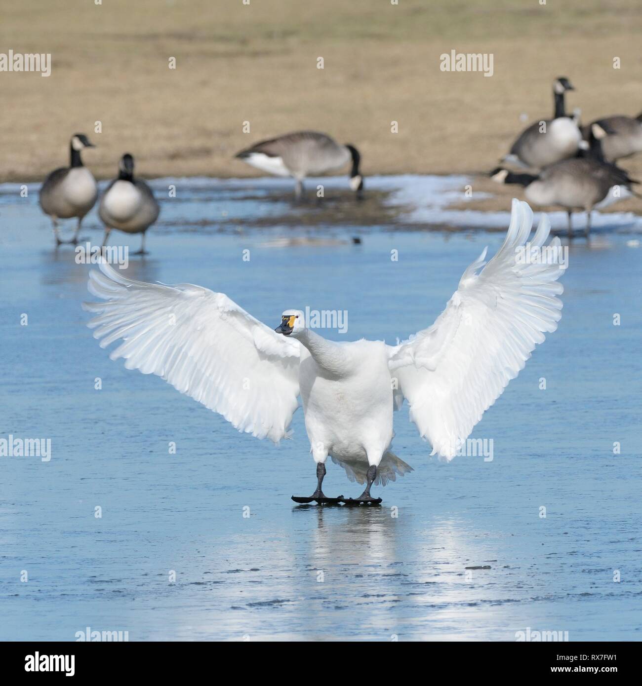 Canada geese branta canadensis and swan hi-res stock photography and ...