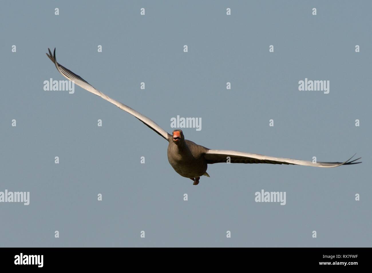 Grey goose in flight hi-res stock photography and images - Alamy