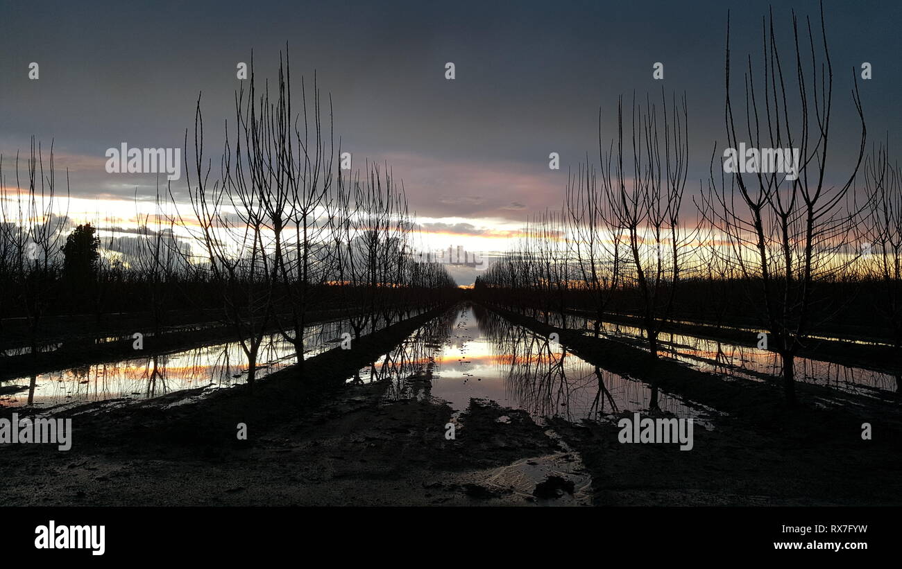 Orchard Sunset View Stock Photo - Alamy