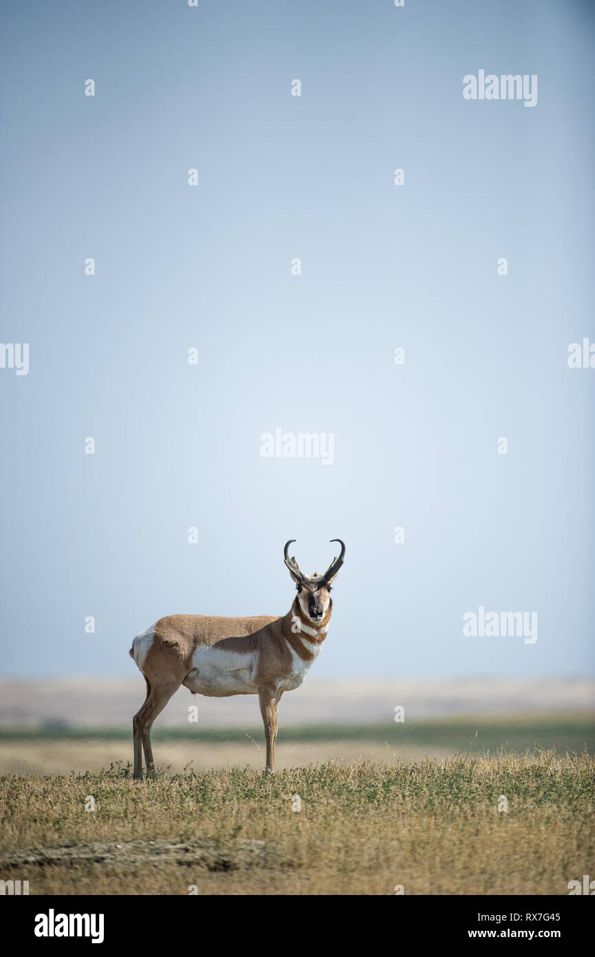 Pronghorn antelope alberta hi-res stock photography and images - Alamy
