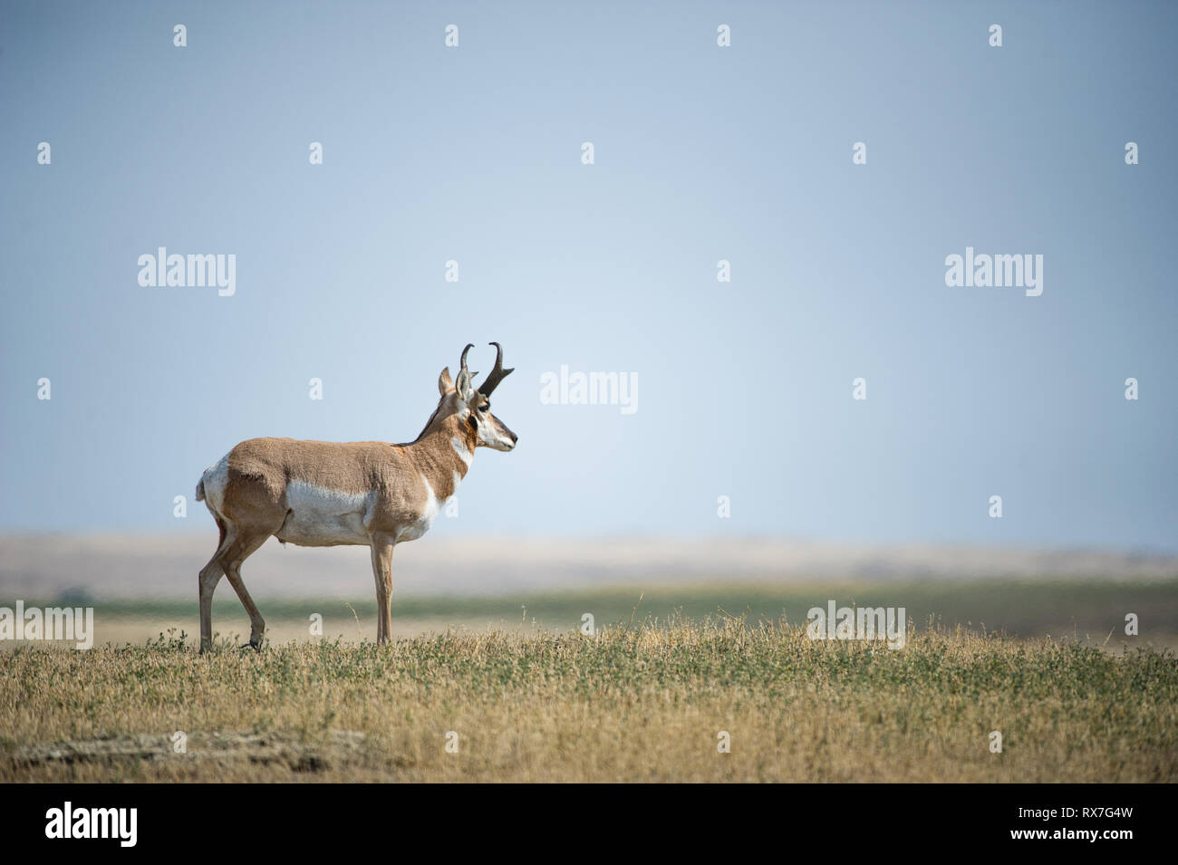 Nick horn hi-res stock photography and images - Alamy