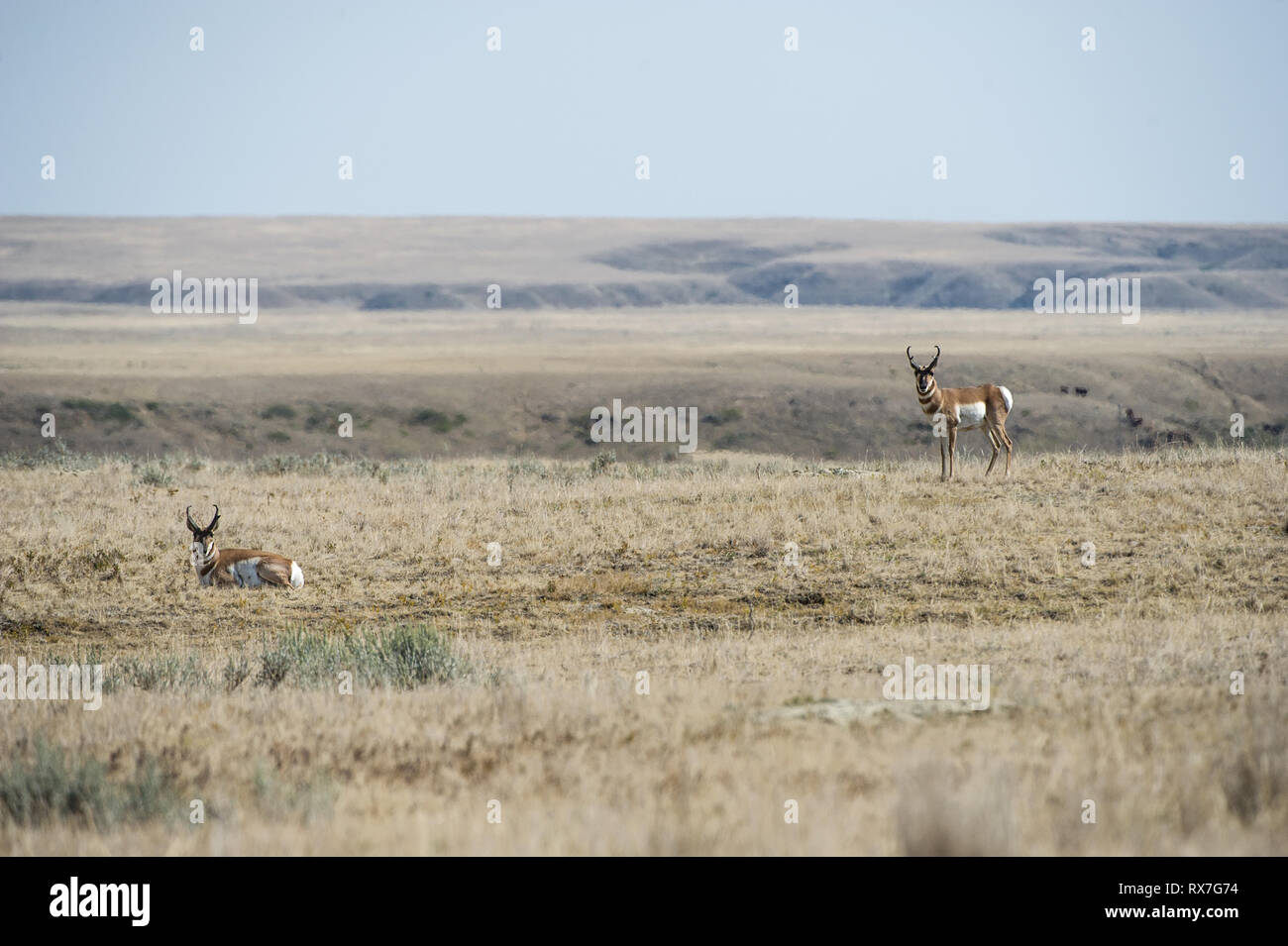 Pronghorn antelope alberta hi-res stock photography and images - Alamy