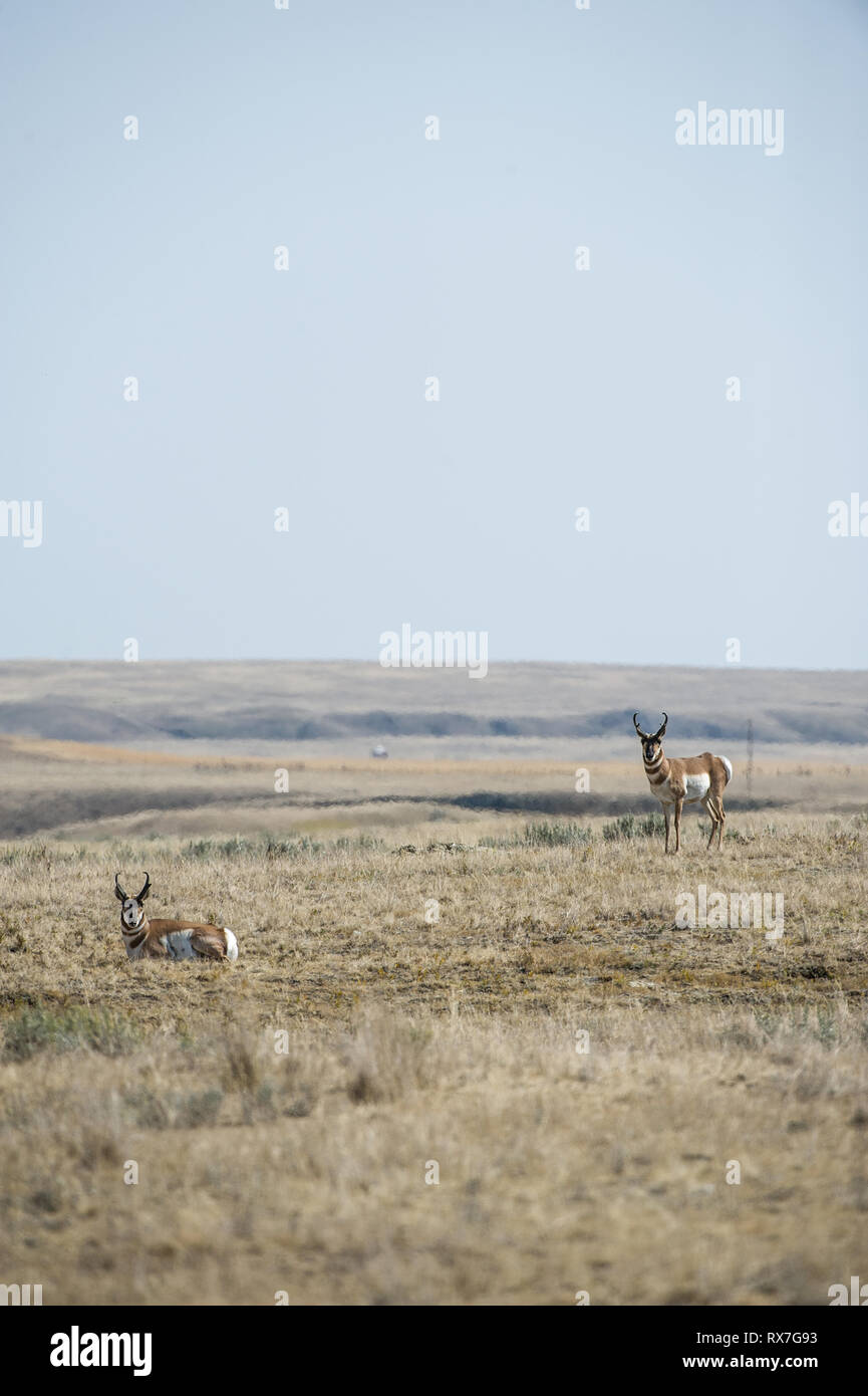 Pronghorn antelope alberta hi-res stock photography and images - Alamy