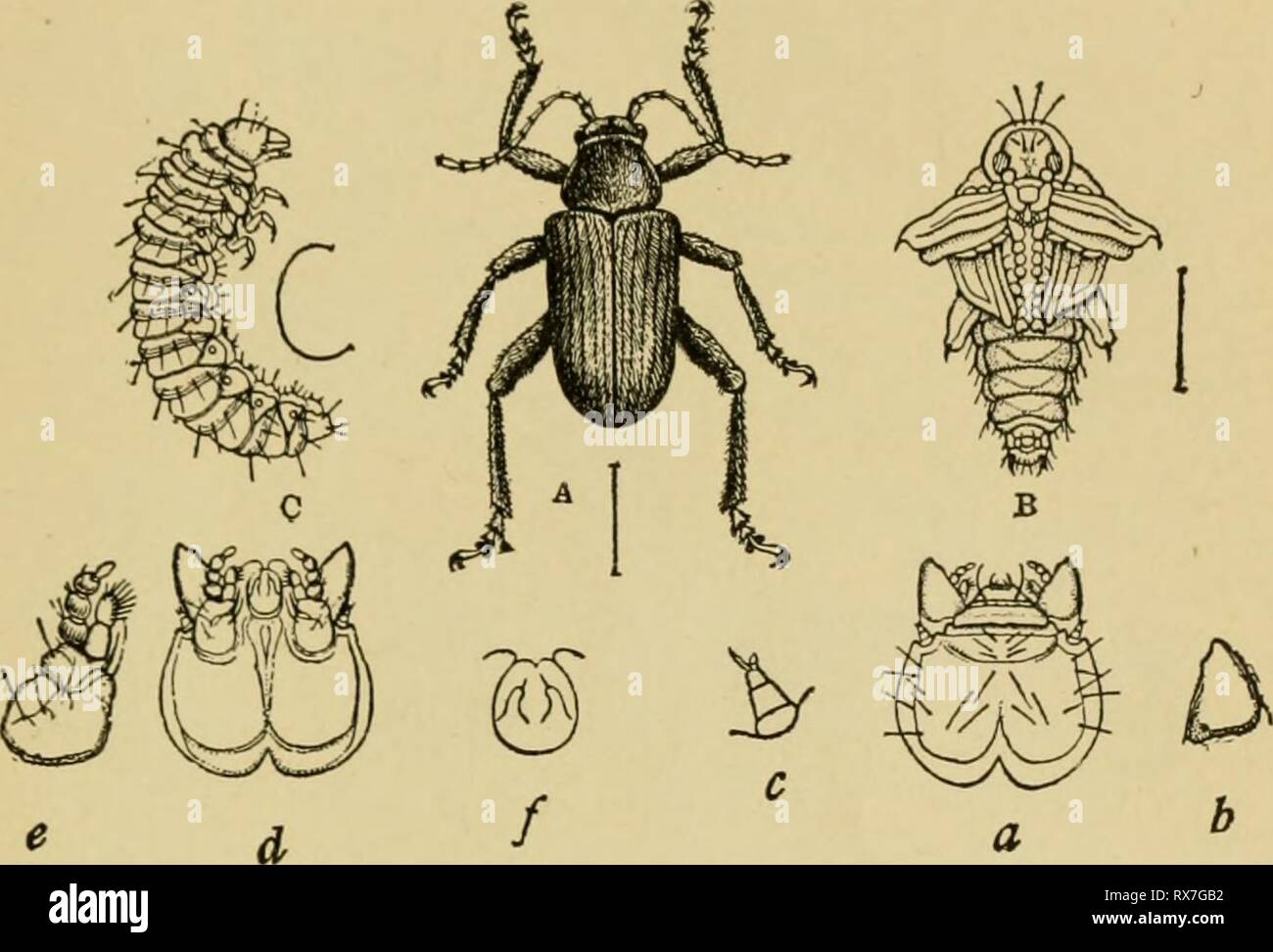 Chancre hi-res stock photography and images - Alamy