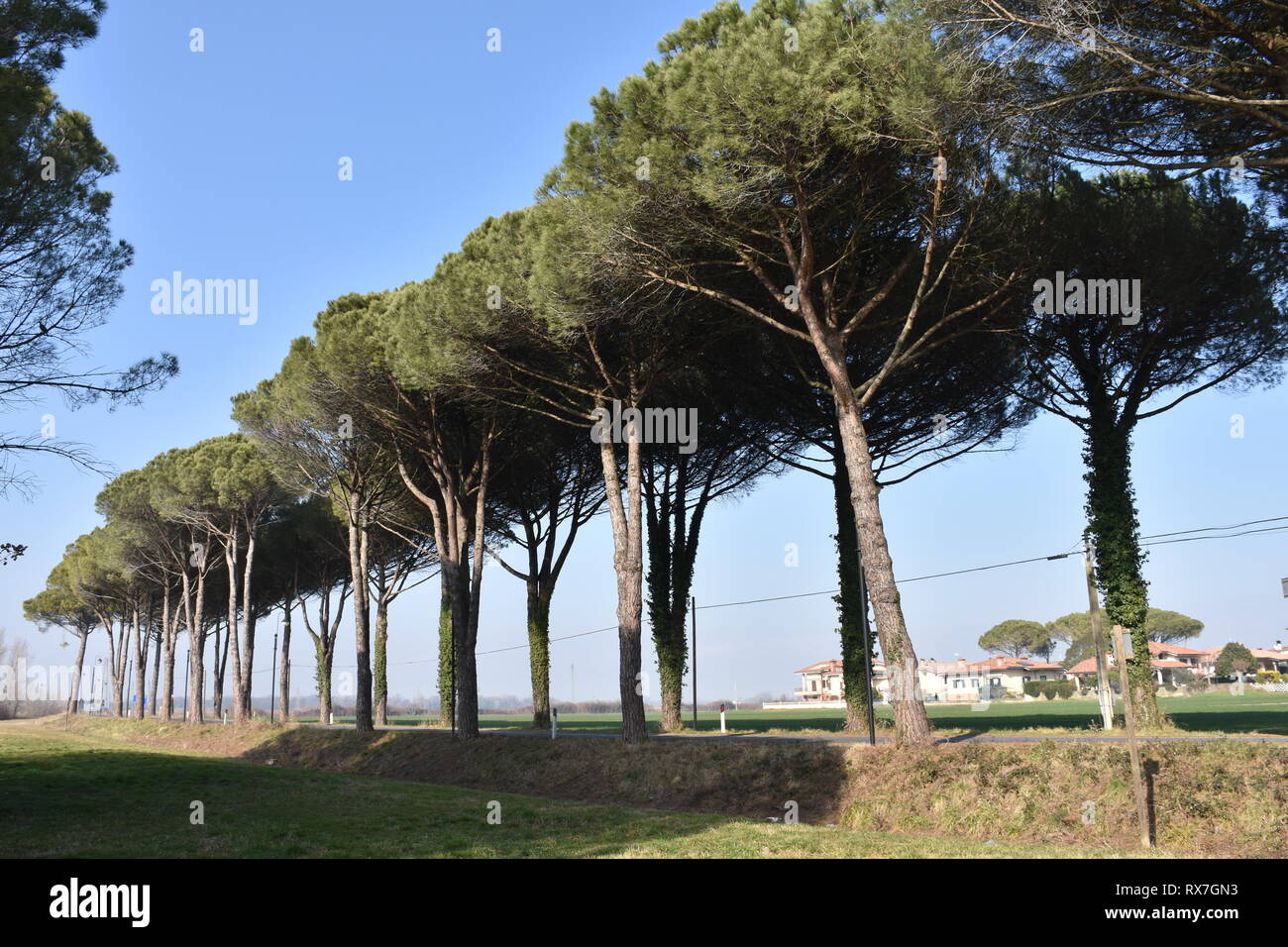 Italien, Adria, festland, Grado, Belvedere, Allee, Pinien, Pinie, Baum ...