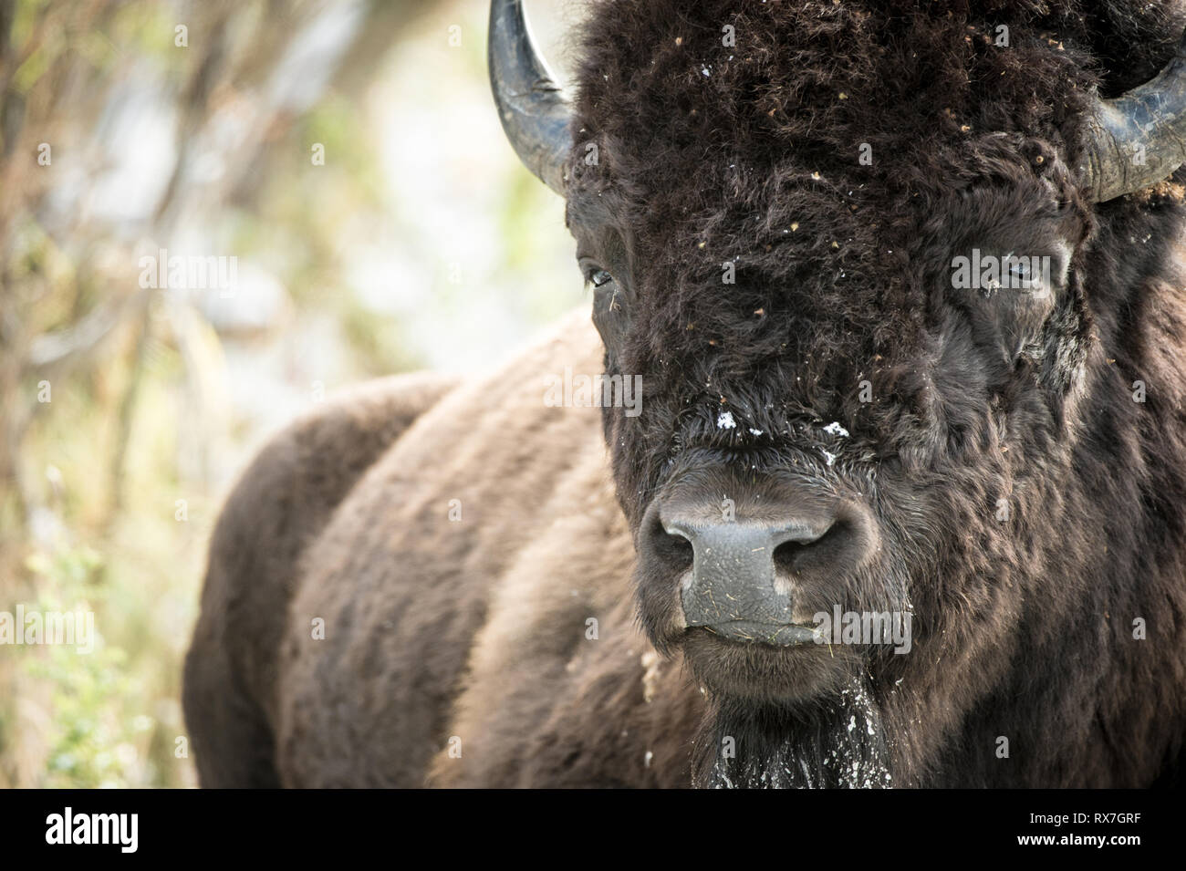Bison bison - Bison, Elk Island National Park, Alberta, Canada Stock ...