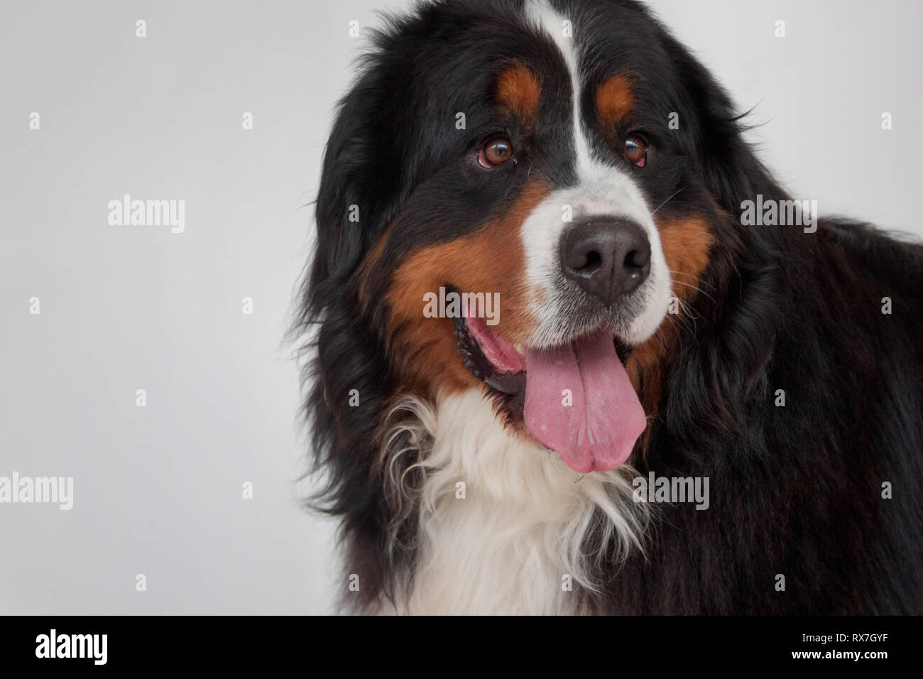 Cute bernese mountain dog puppy close up. Berner sennenhund or bernese ...
