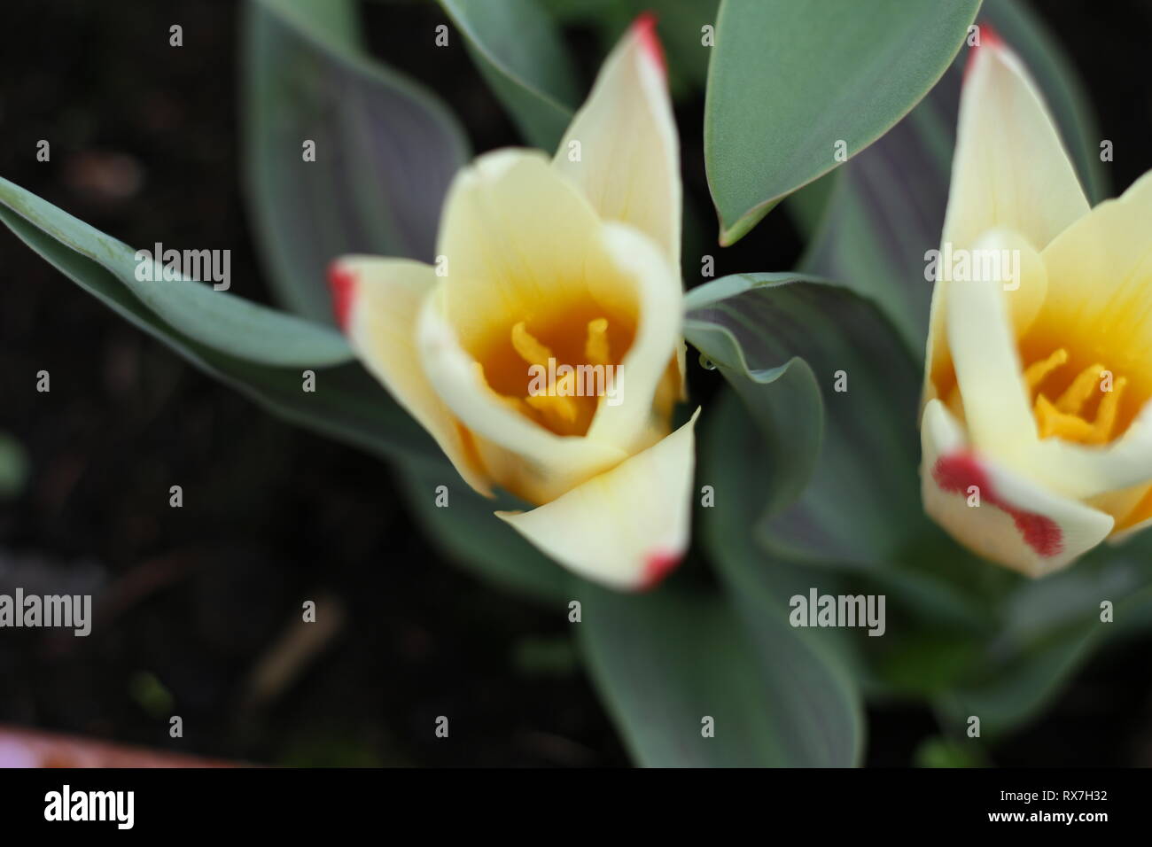 Early spring tulip the first Stock Photo - Alamy