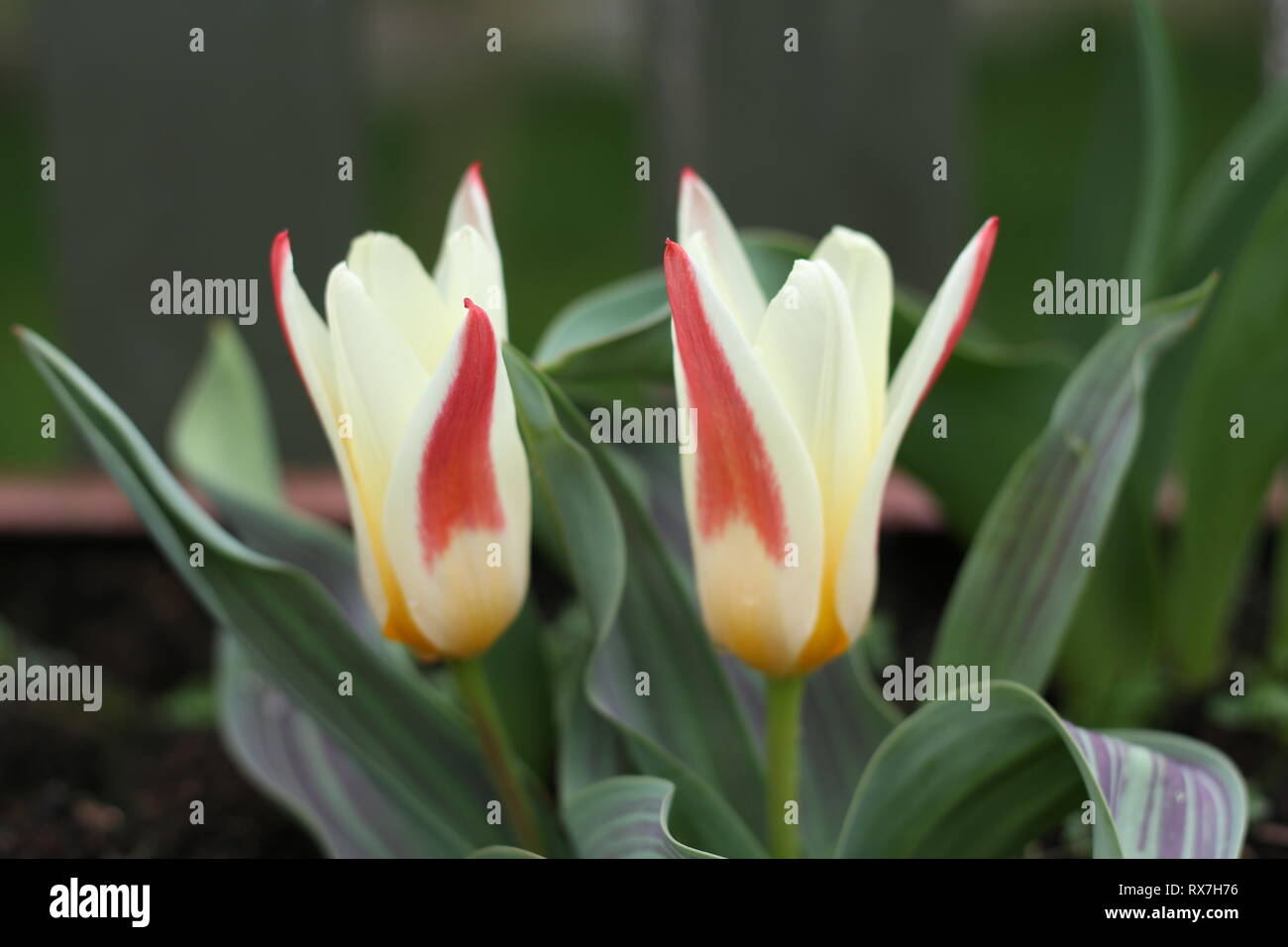 Early spring tulip the first Stock Photo - Alamy