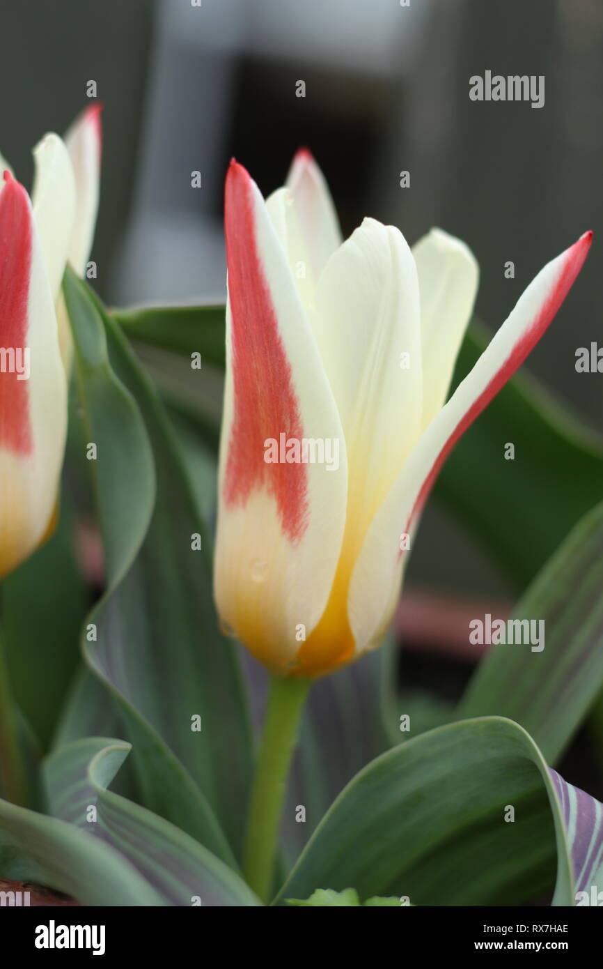 Early spring tulip the first Stock Photo - Alamy