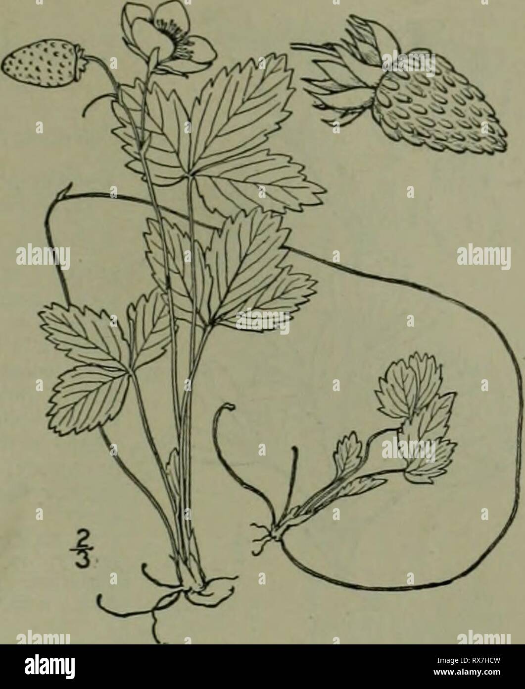 Fragaria vesca genus rose hi-res stock photography and images - Alamy