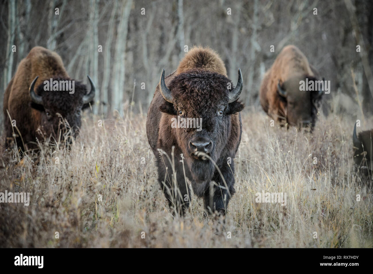 Bison bison - Bison, Elk Island National Park, Alberta, Canada Stock ...