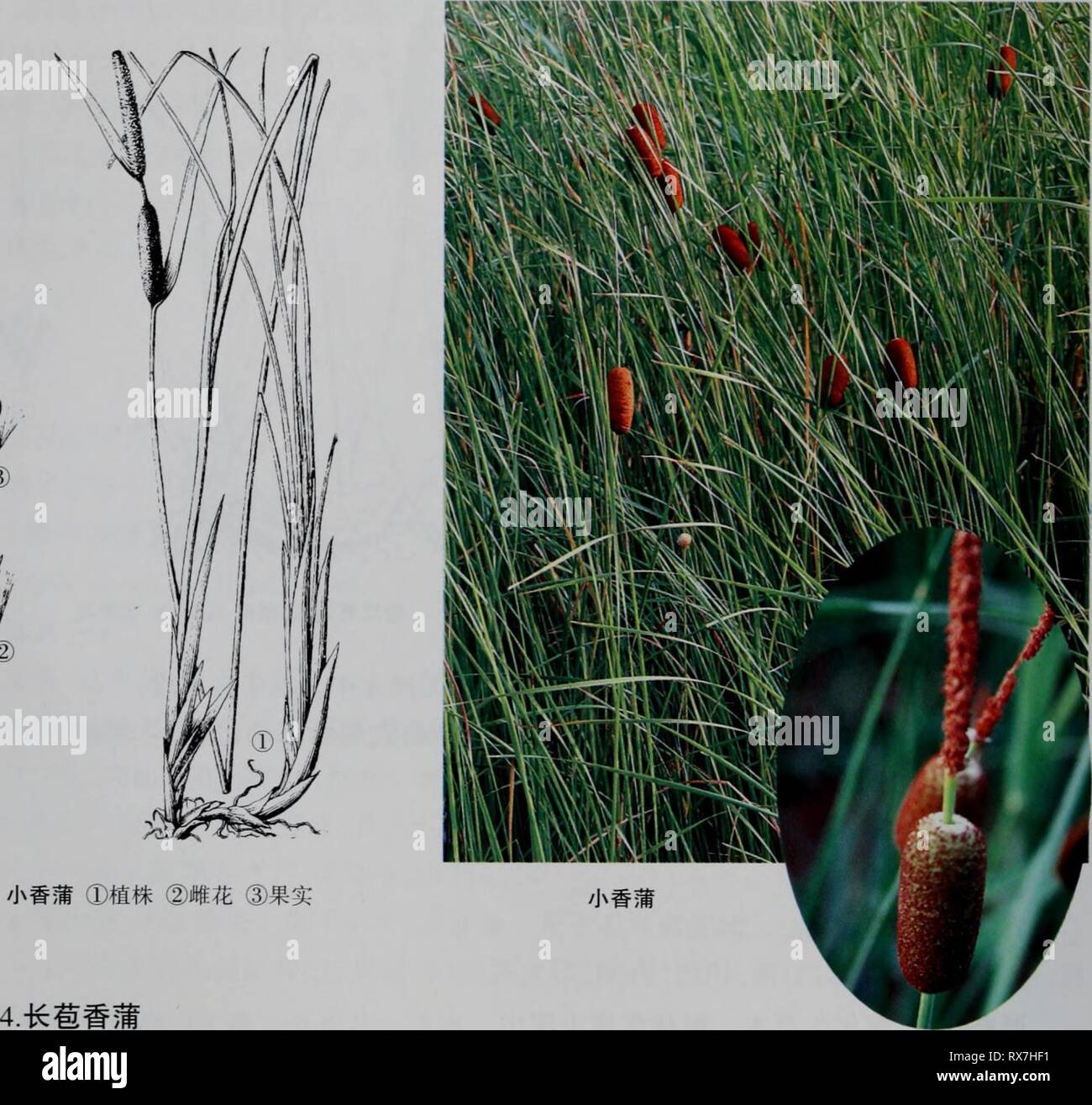 e er duo si zhi Stock Photo - Alamy