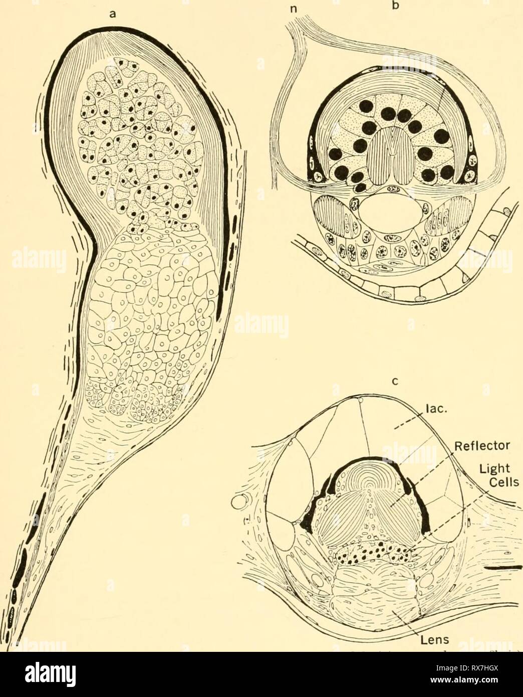 Abyssal zone hi-res stock photography and images - Alamy