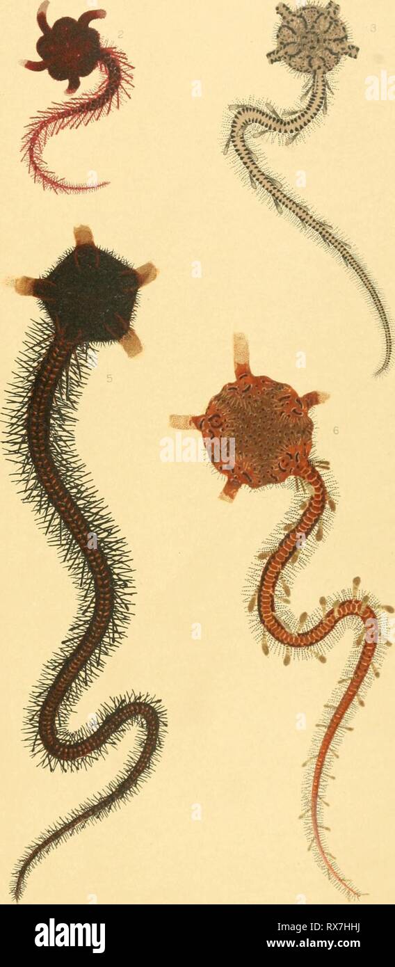 The echinoderm fauna of Torres The echinoderm fauna of Torres Strait ...