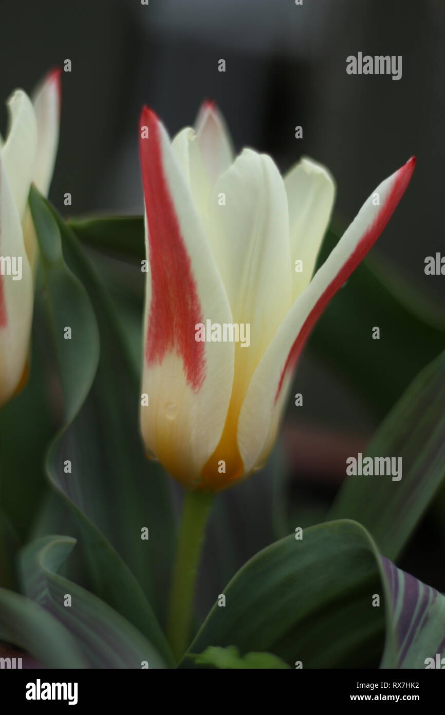 Early spring tulip the first Stock Photo - Alamy