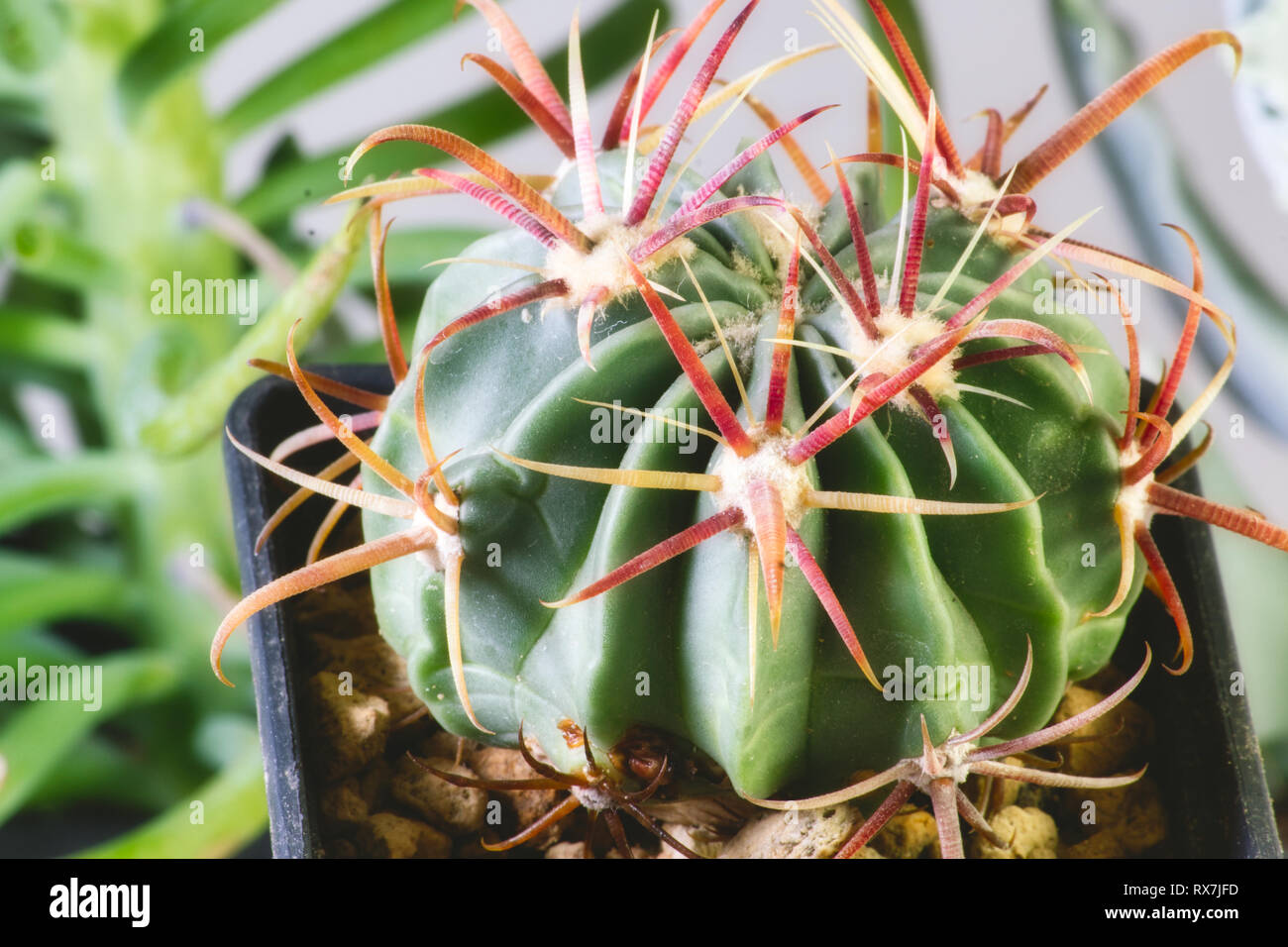 Mini barrel cactus hi-res stock photography and images - Alamy