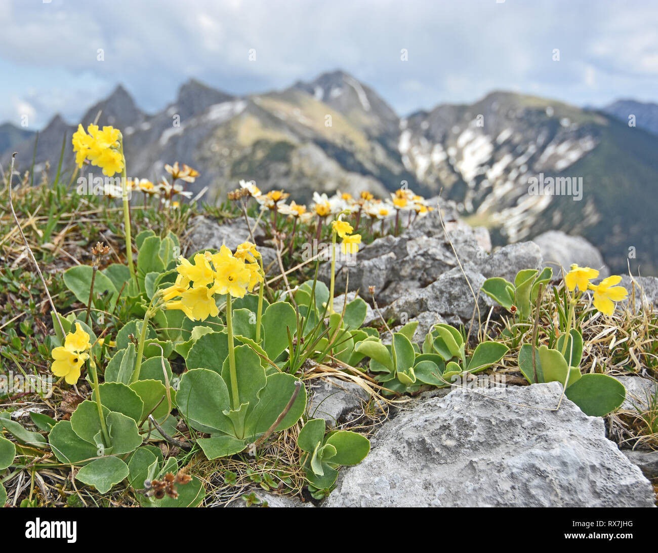 Bears ear plant hi-res stock photography and images - Alamy