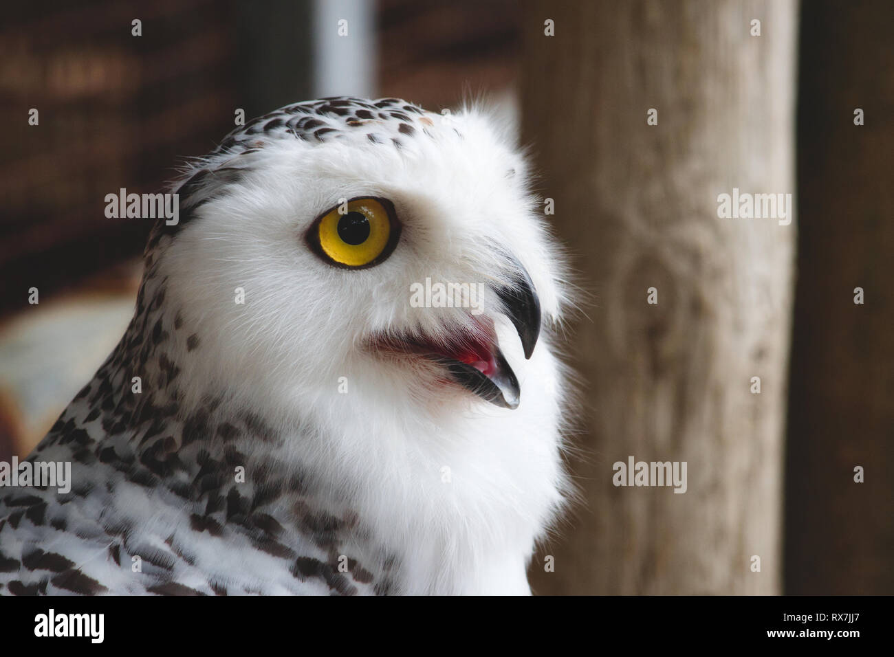 Close-up of a snowy owl (Bubo scandiacus) with big yellow eye and open ...