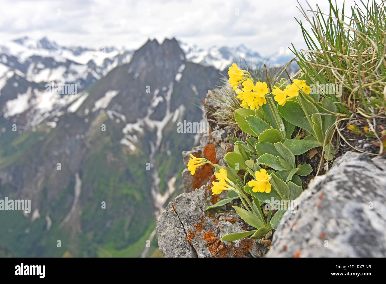 Bear's ear primula auricula hi-res stock photography and images - Alamy