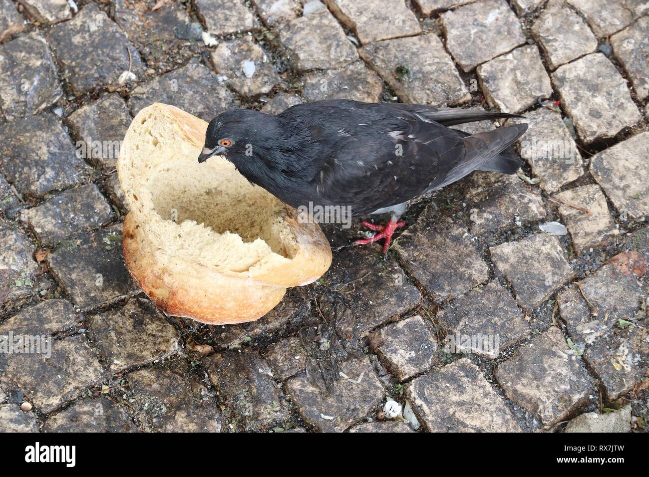 Dirty pigeon hi-res stock photography and images - Alamy