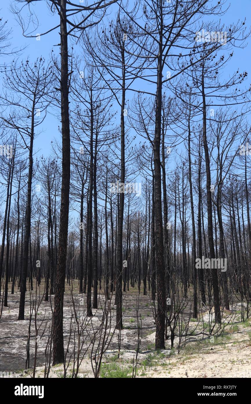 Burned down forest in Portugal, near Aveiro. Dead charred trees after ...