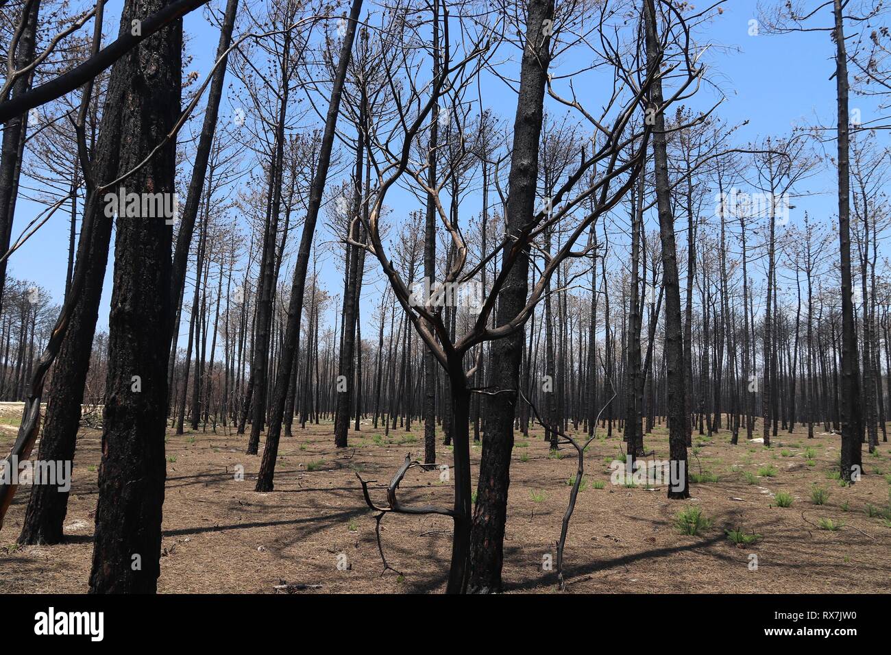 Burned down forest in Portugal, near Aveiro. Dead charred trees after ...
