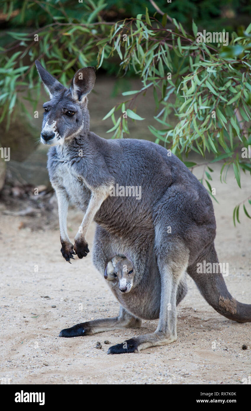 Kangaroo pouch inside hi-res stock photography and images - Alamy