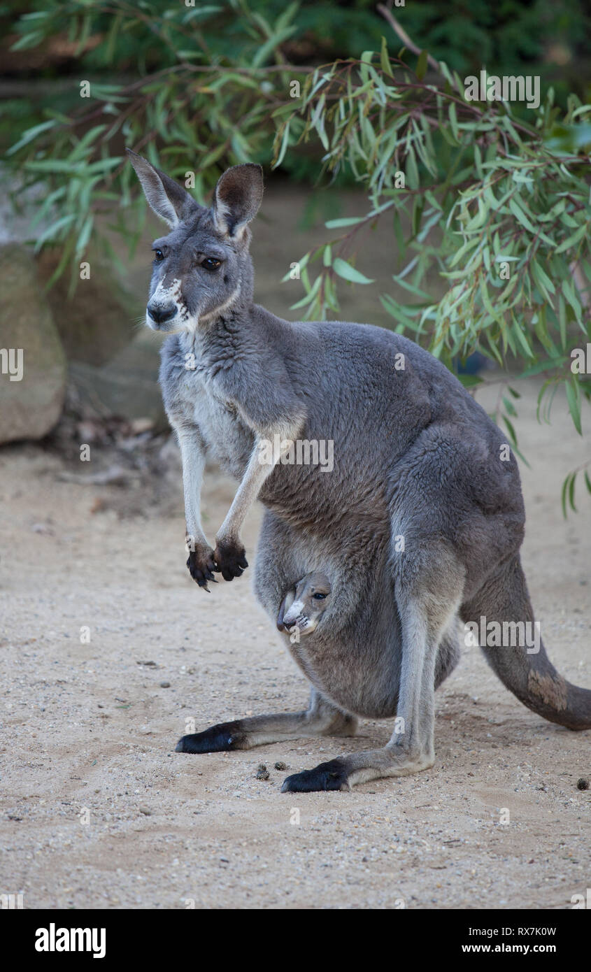 Inside kangaroo pouch baby hi-res stock photography and images - Alamy