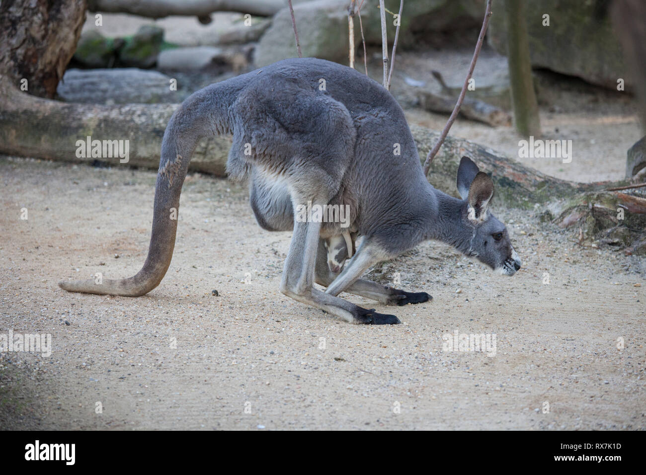 Inside kangaroo pouch baby hi-res stock photography and images - Alamy