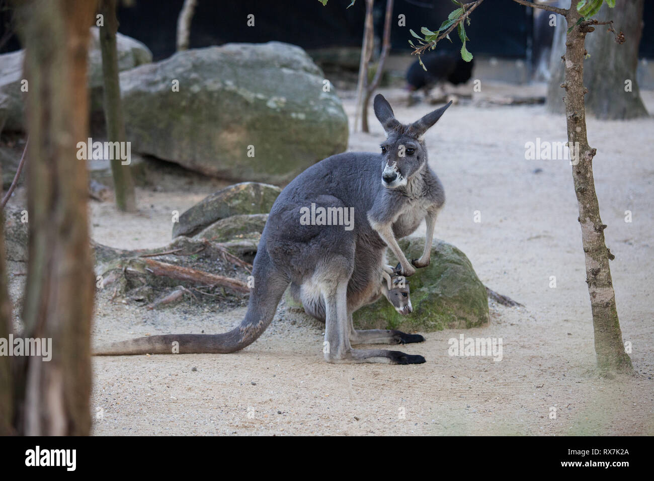Kangaroo pouch inside hi-res stock photography and images - Alamy