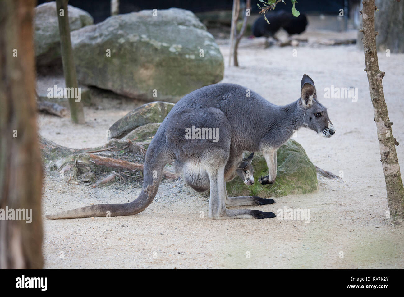 Kangaroo pouch inside hi-res stock photography and images - Alamy