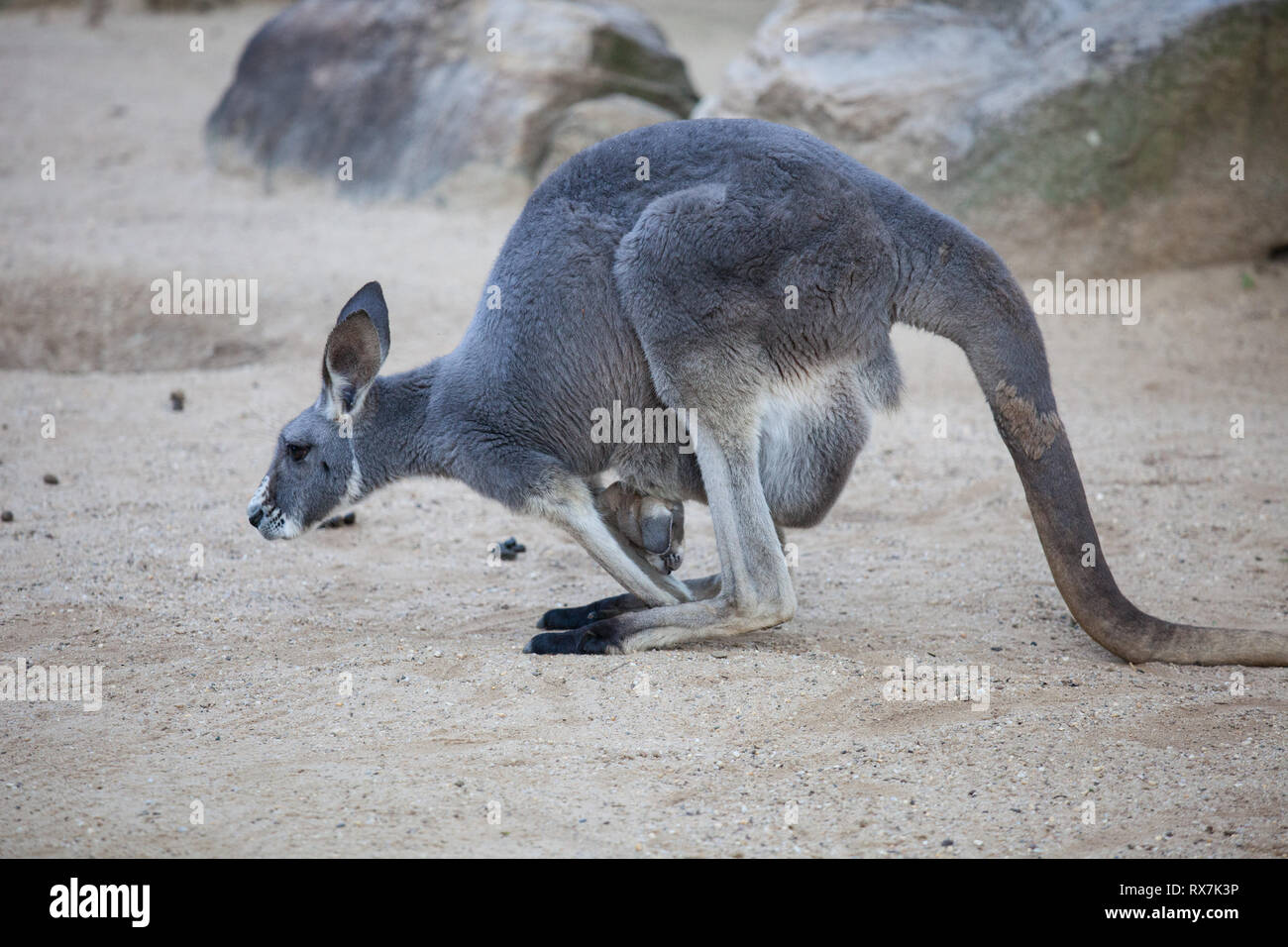 Inside kangaroo pouch baby hi-res stock photography and images - Alamy