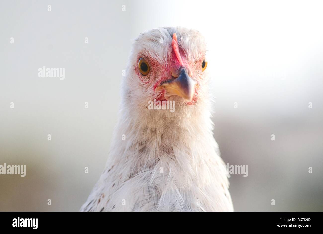 Little red hen hi-res stock photography and images - Alamy