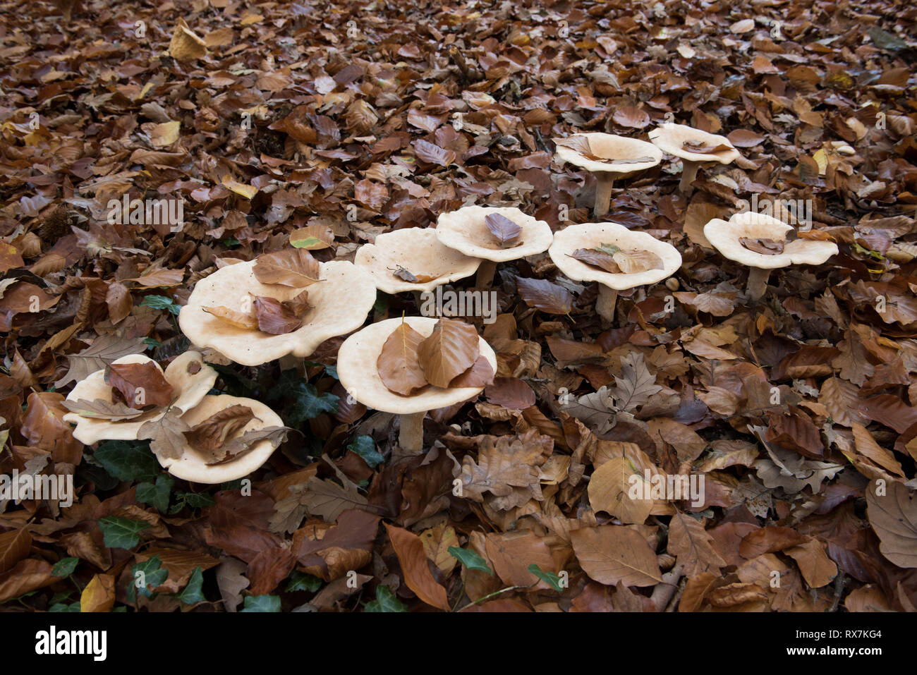 Common Funnel Fungi, Clitocybe gibba, Woodland, Autumn, Kent, UK Stock ...