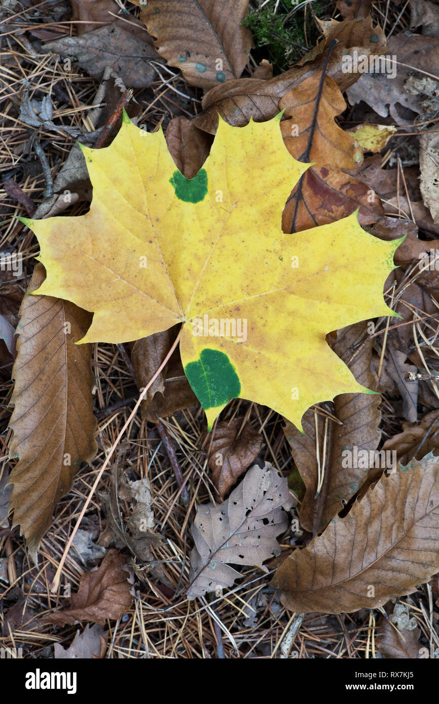 Field maple leaf hi-res stock photography and images - Alamy