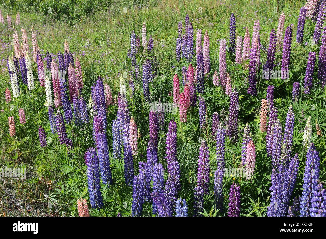 Lupine flowers in Norway. Colorful natural flora. Herbaceous perennial ...