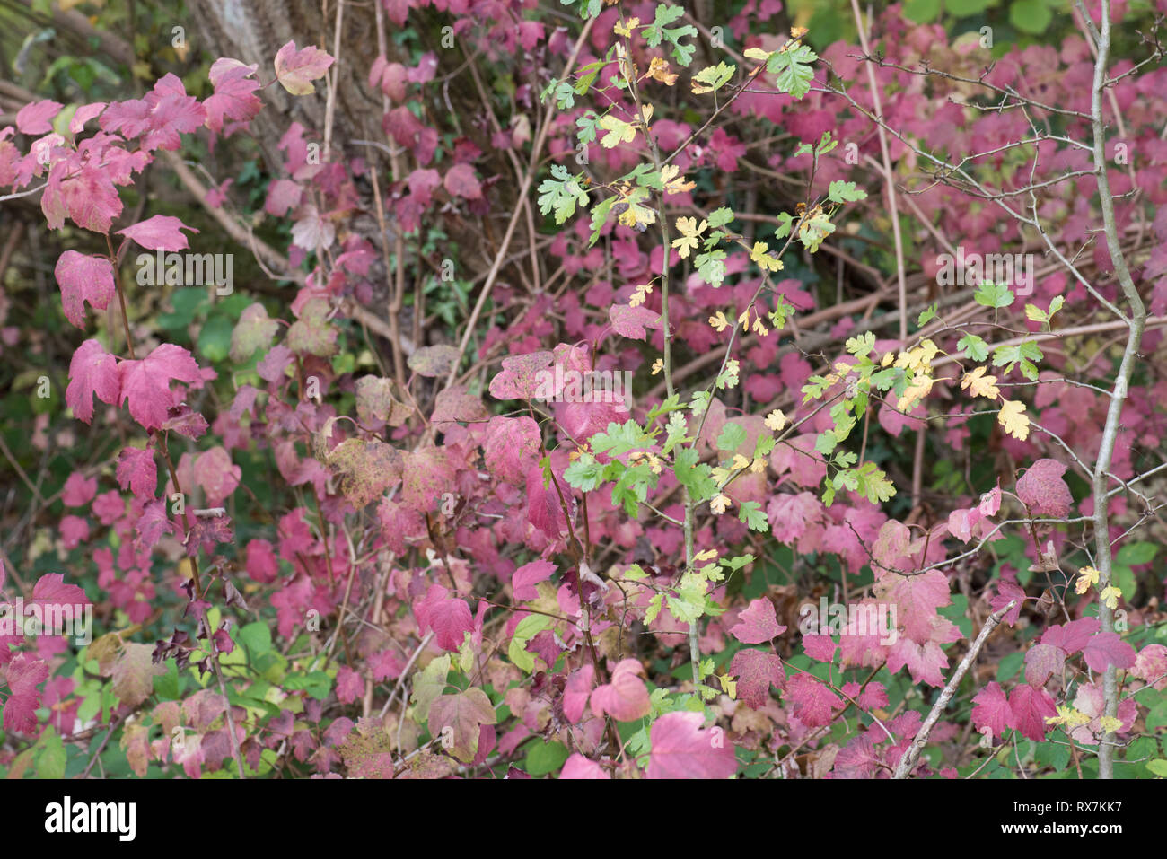 Immature Red Maple, Acer rubrum, Thornden Woods, Kent, UK Stock Photo ...