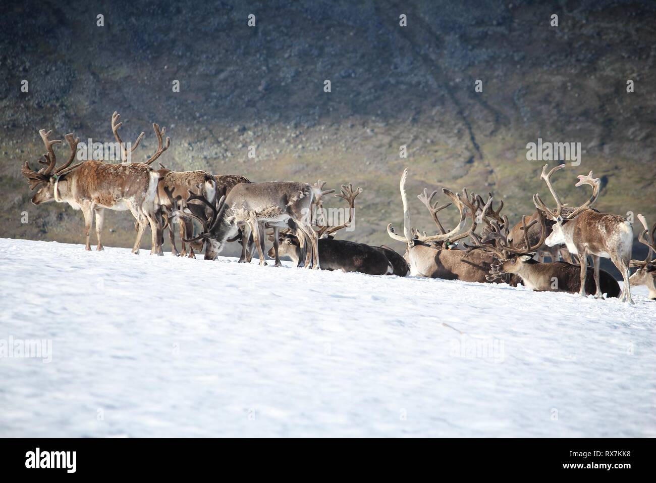 Norway nature - Jotunheimen National Park. Reindeer herd on snow Stock ...