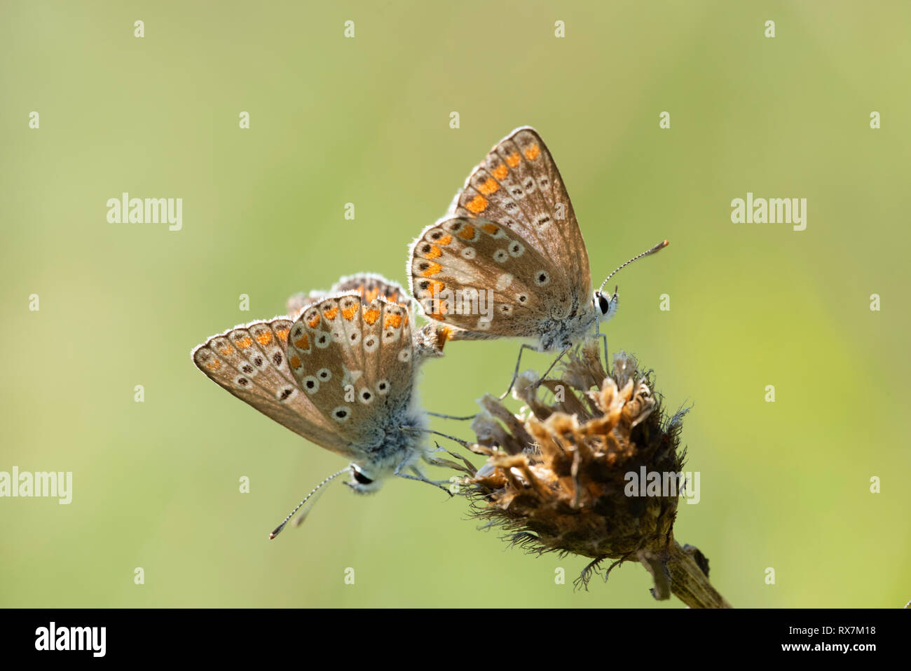 Common Blue Butterfly, Polyommatus icarus, Pair mating, backlight by ...