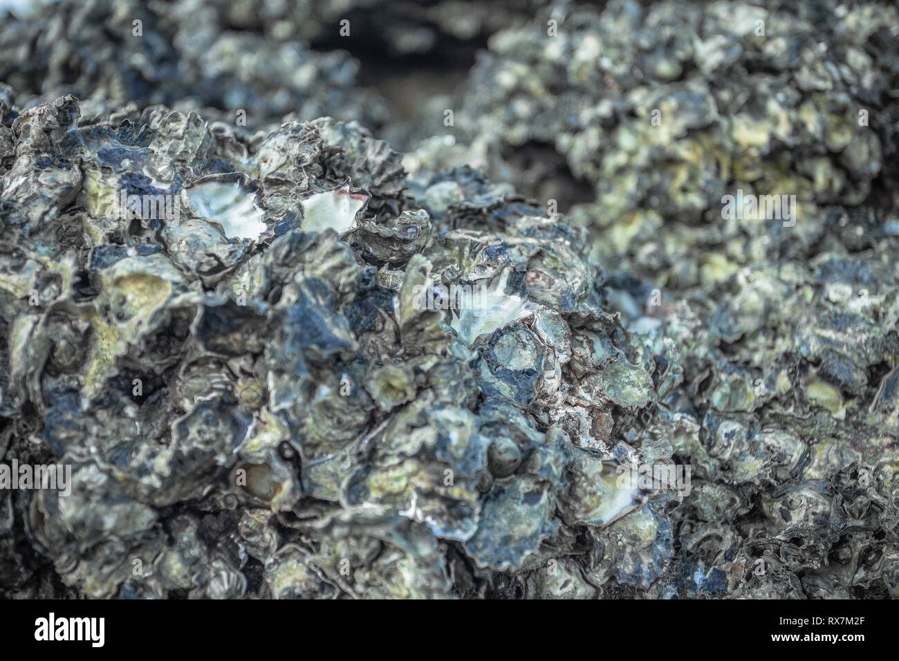 Oysters live in rocks at Tup Kaek beach Krabi.The remains of the oyster ...