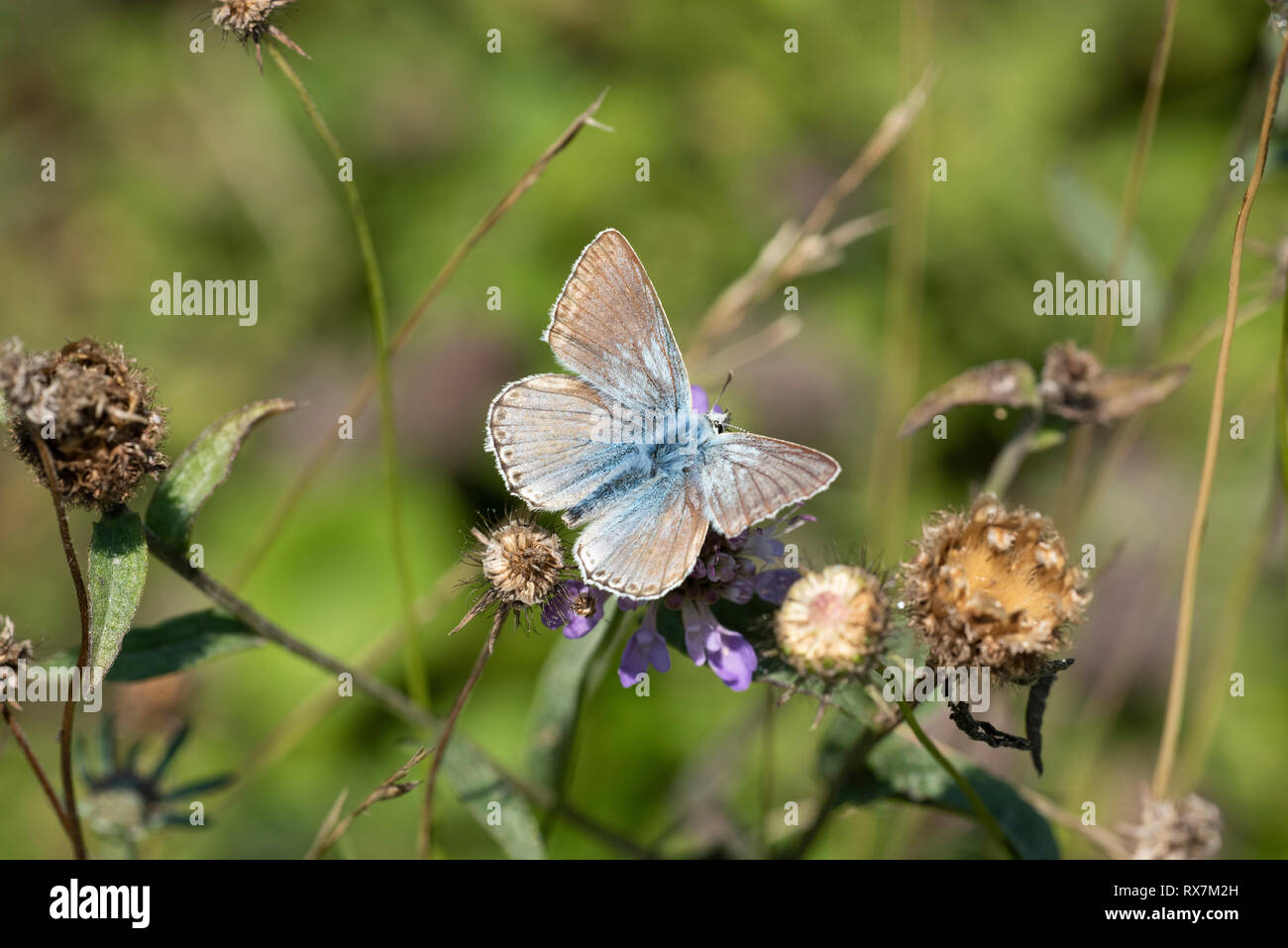Common Blue Butterfly, Female, Polyommatus icarus, wings open ...