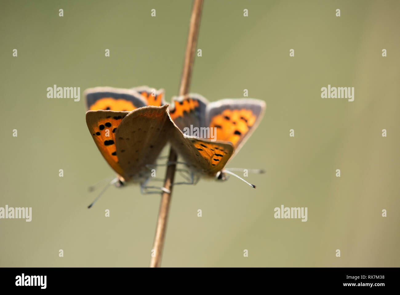 Small Copper Butterfly, pair mating, Lycaena phlaeas, Bredhurst ...