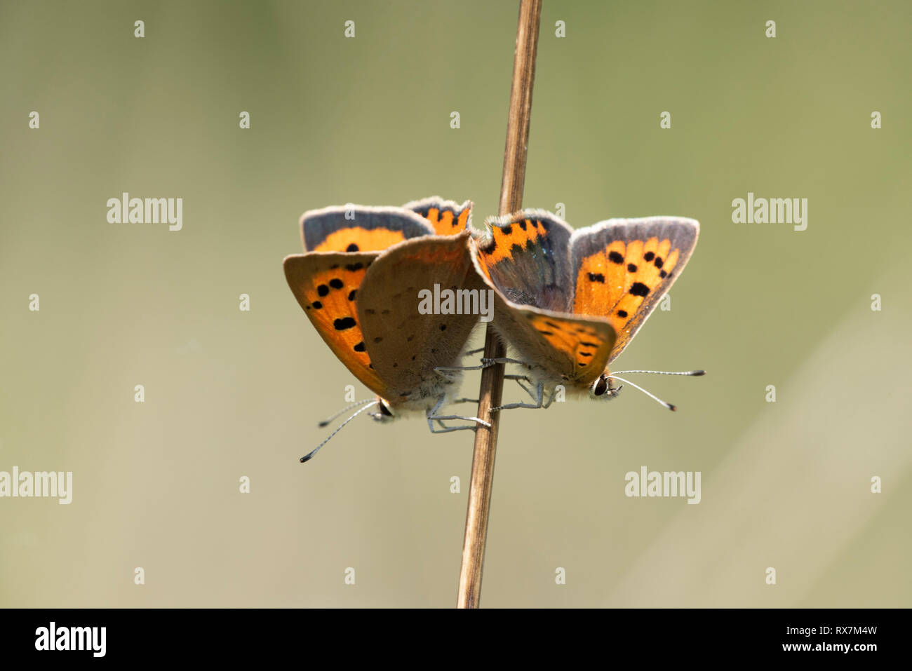 Small Copper Butterfly, pair mating, Lycaena phlaeas, Bredhurst ...