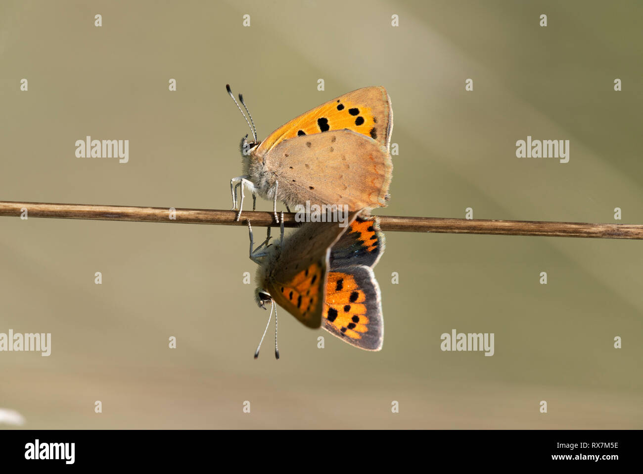 Small Copper Butterfly, pair mating, Lycaena phlaeas, Bredhurst ...