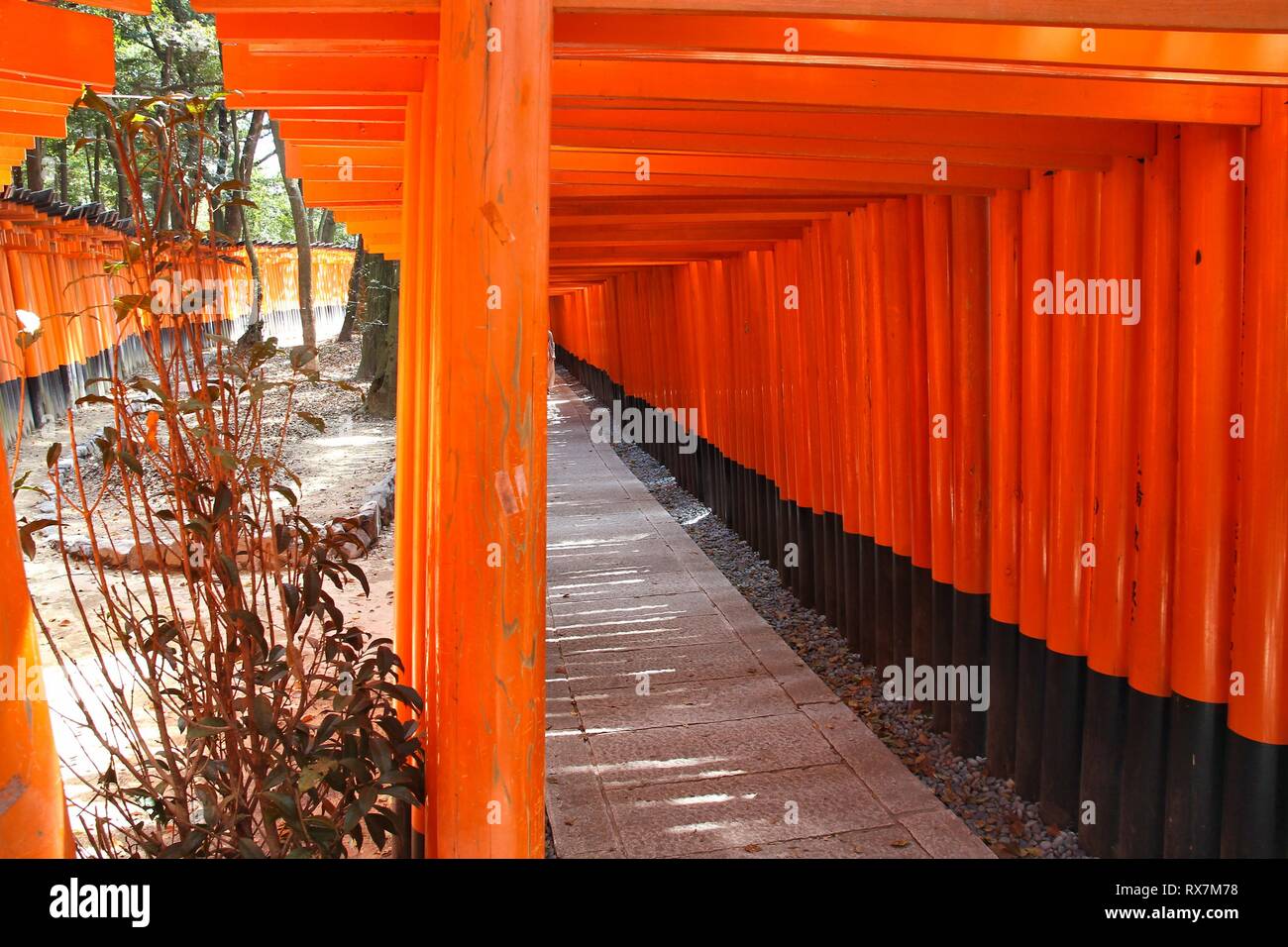 Fushimi Inari Taisha shrine in Kyoto prefecture of Japan. Famous shinto ...
