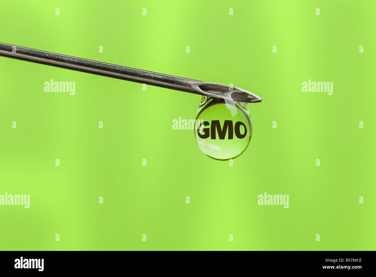 GMO in food. Genetically modified foods. Macro needle and drop with the ...