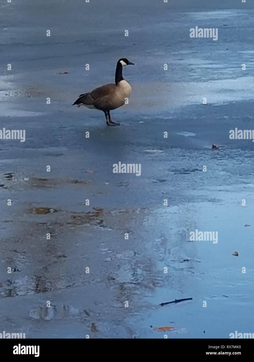 Greygoose hi-res stock photography and images - Alamy