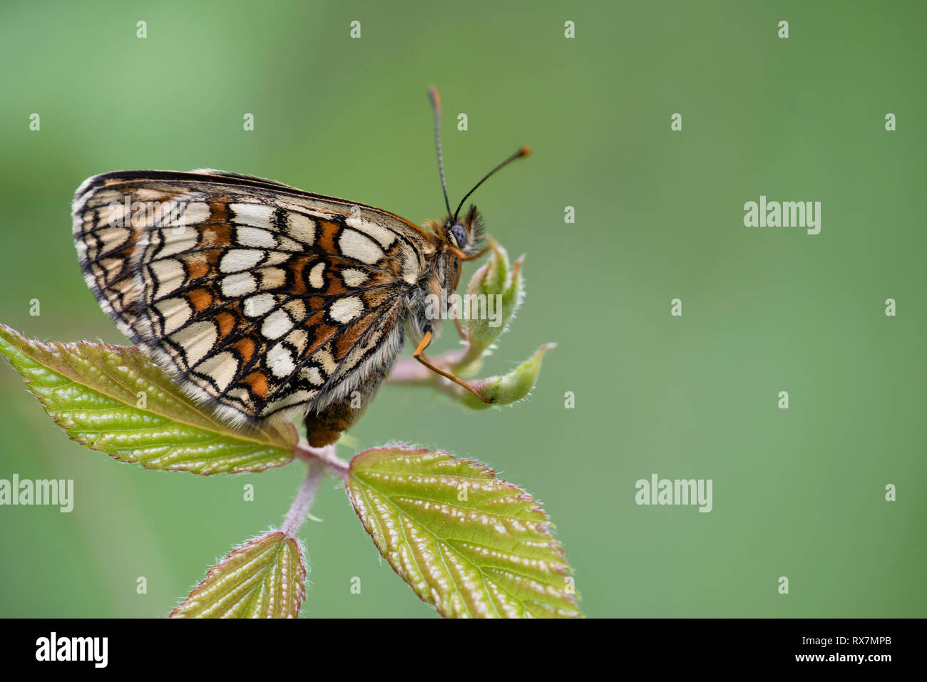 Underside view wings wild wildlife insect insects hi-res stock ...